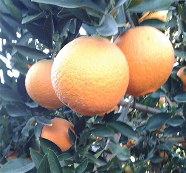 Adana Citrus | Products